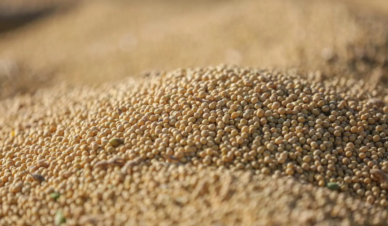 PR amplia período de plantio da soja para produção de sementes - Broto ...