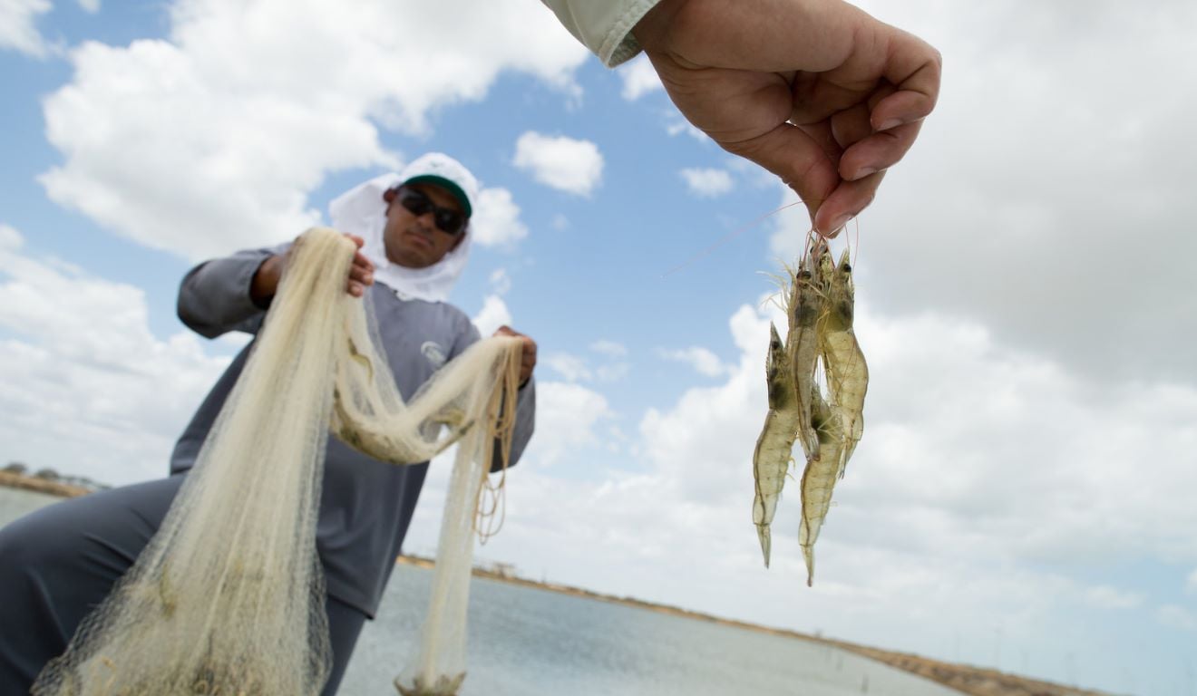 Camarão-rosa: pesca inicia em Tavares no Rio Grande do Sul - Broto Notícias
